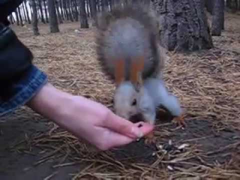 Маленький пушистик живущий в нашем лесу