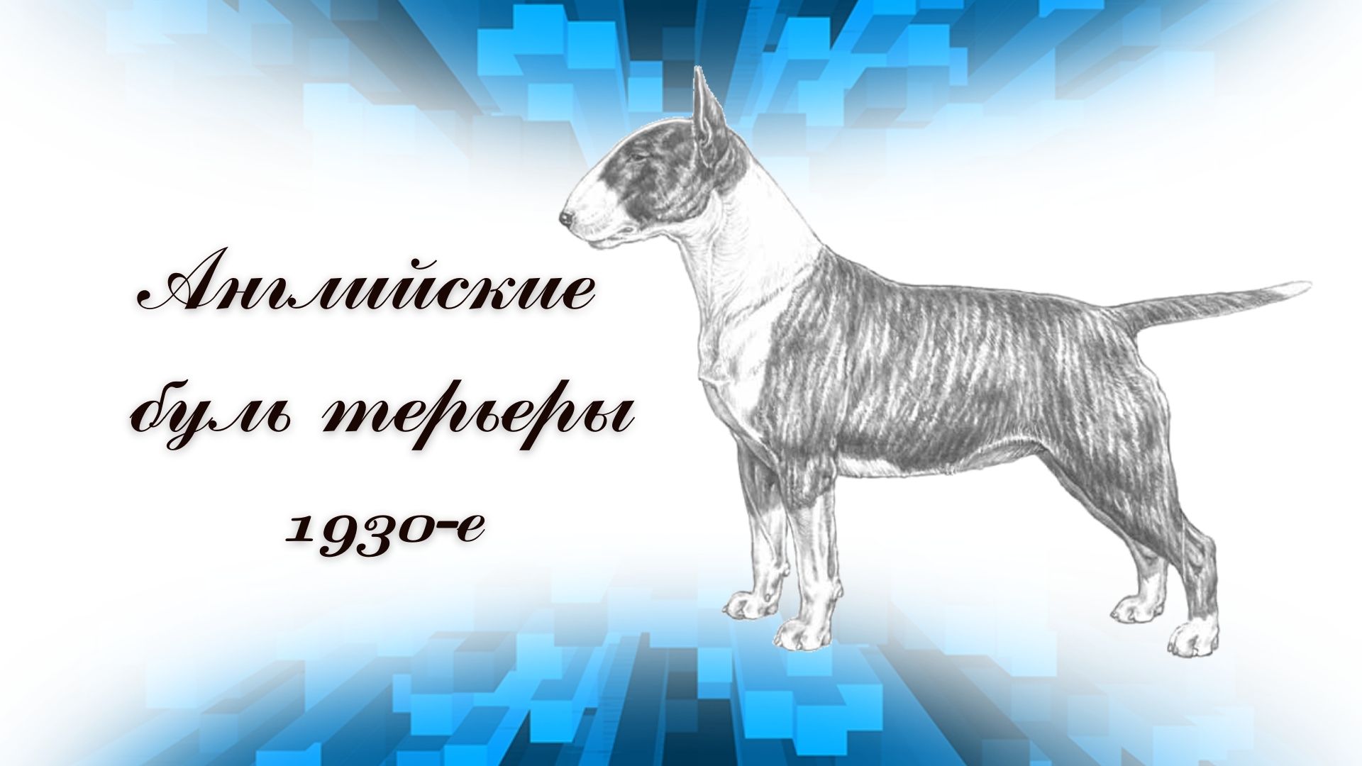 1930-е Английские бультерьеры в Уилкс-Барре,США.