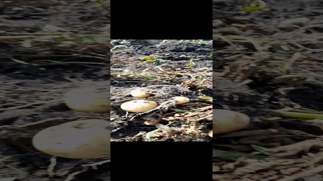 картофель в поле без полива