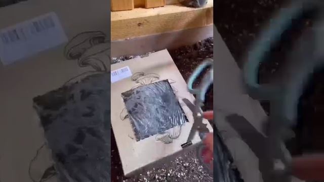 Выращиваем вешенки!