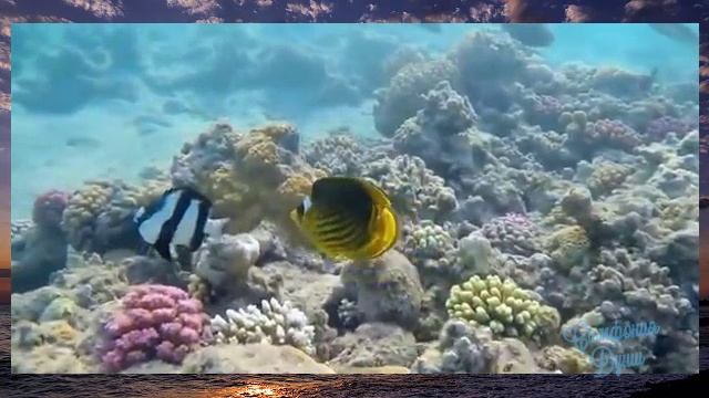 релакс  подводного мира