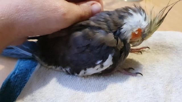 Бахтика больше нет!!!???Наша любимая птичка умерла сегодня!?