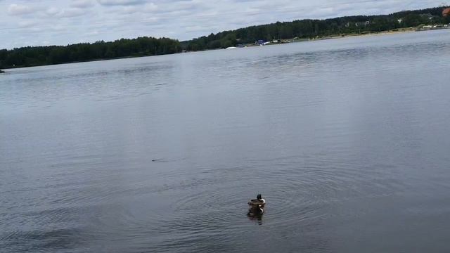 Насладись природой Минска в июле: вода, птицы, поле. Дзен. Релакс. Природа.