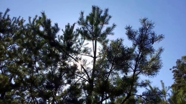 Выпуск № 5. Улицы Софьи Перовской, Березовская, Глинки, Безрукова, Героя Давыдова, Красных Зорь