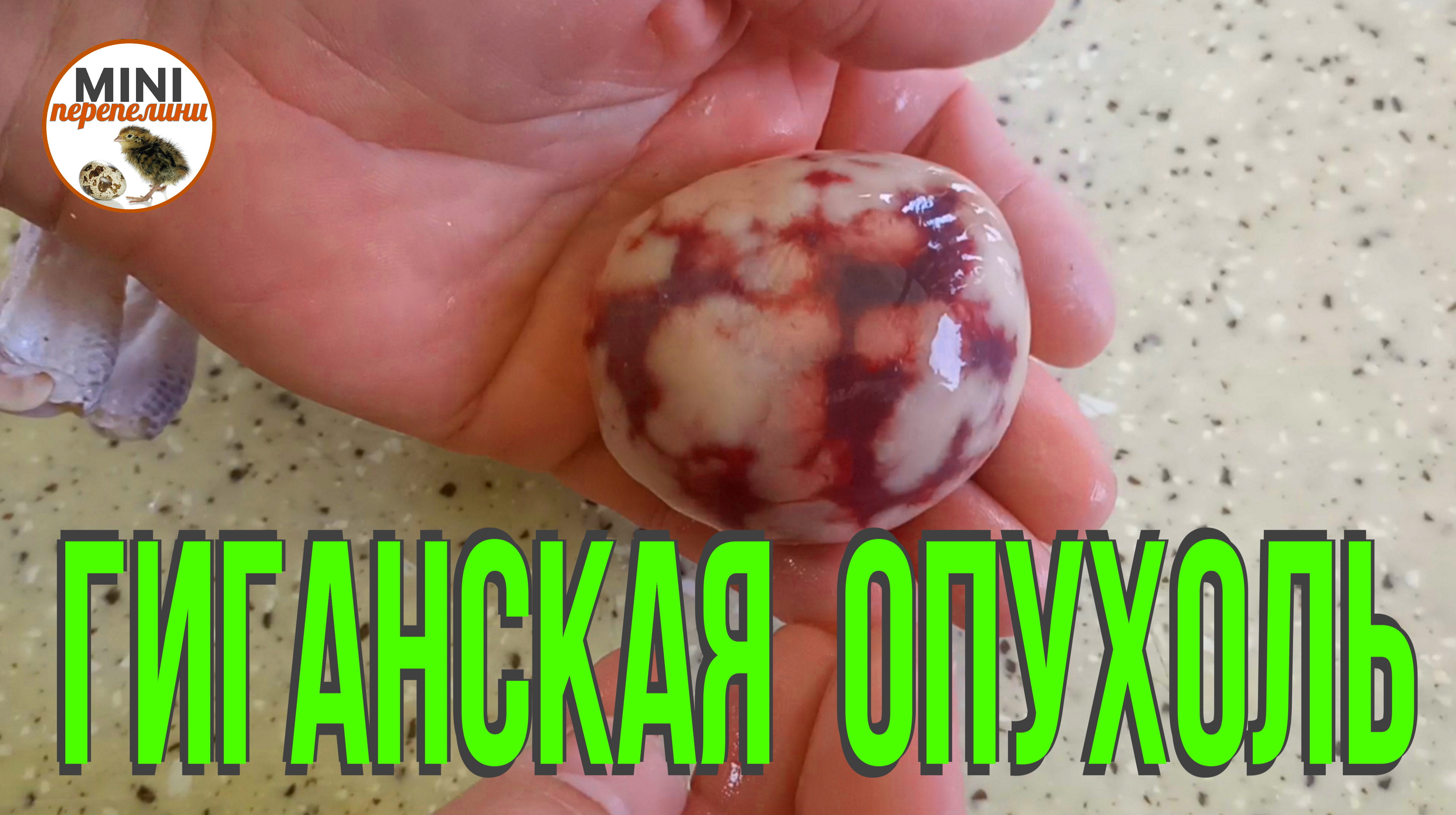 Огромная опухоль у курицы.