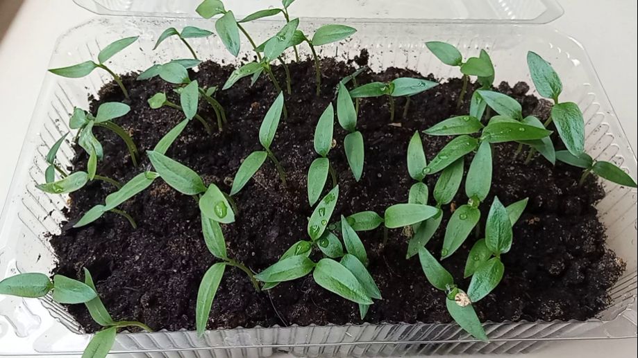 Пикирую перцы