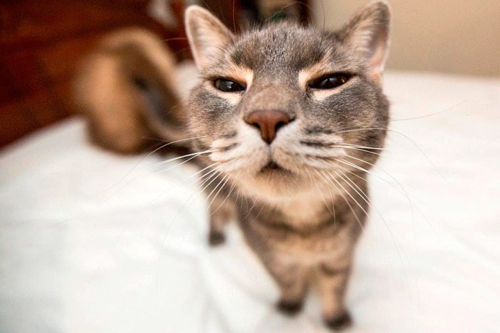 |Смешные видео с котами ? | Лучшие, смешные видео с кошками | приколы с животными|№18