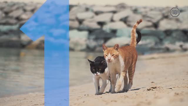 Как понять кошку?