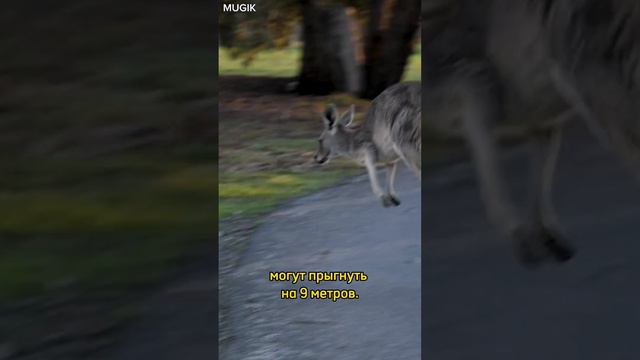 Любитель попрыгать. Знаете ли вы? Природа #41