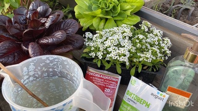 Долгоносик атакует. Чем обработать клубнику во время цветения?