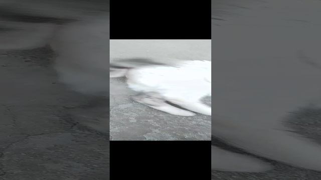 экскурсия бобики