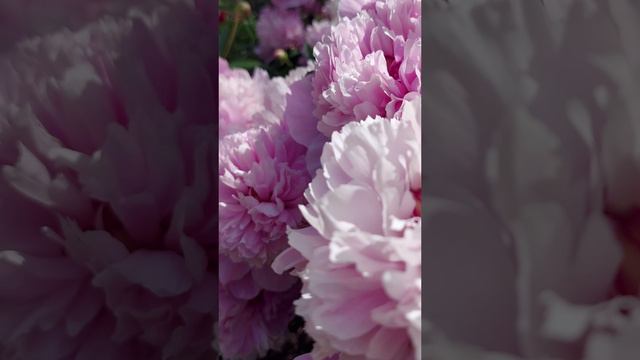Чудесные пионы в саду #Short