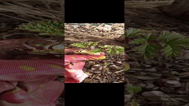 1 апреля Борщевик шутит