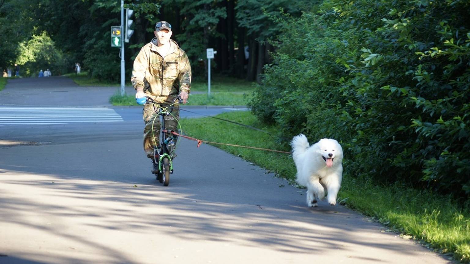 Ездовое собаководство в городе