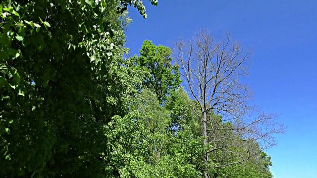 Болотная черепаха 7 Новая Шамбала