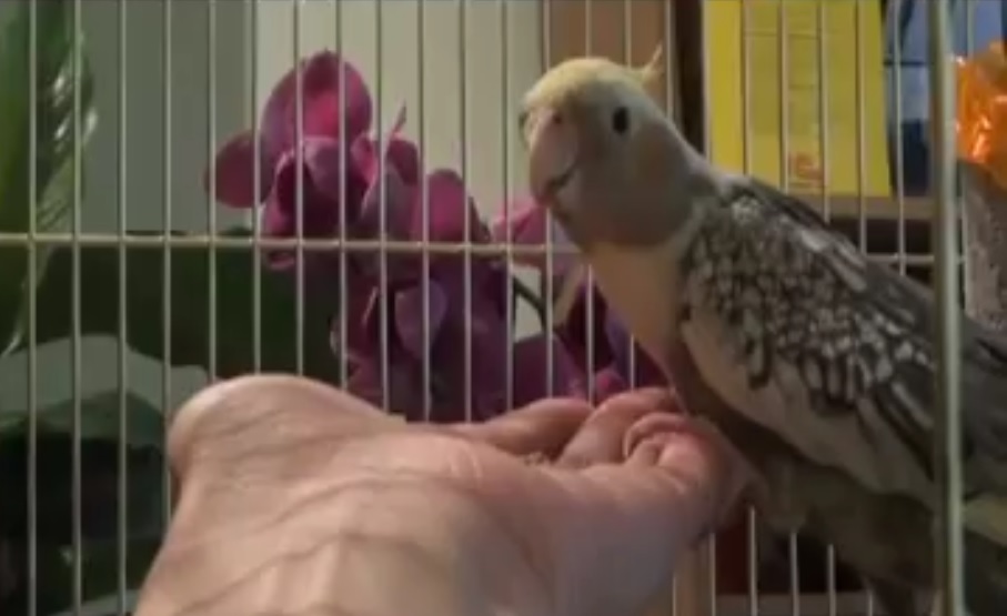 Корелла попугай не хочет снова выходить из клетки. Приручение попугая к руке