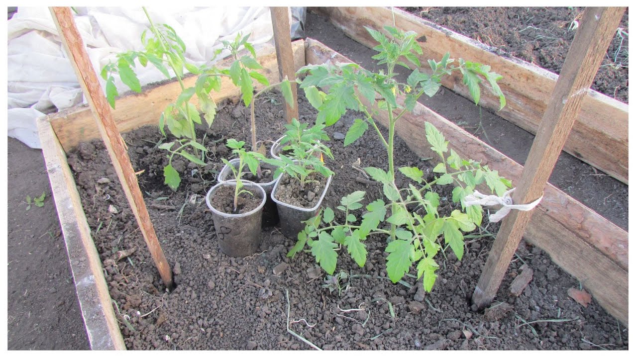 ПОДРОБНЫЙ ВИДЕООБЗОР ОГОРОДА И ТЕПЛИЦЫ!