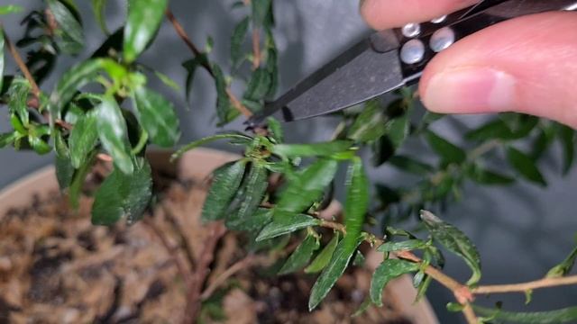 Розовеющий 7 (обрезка)