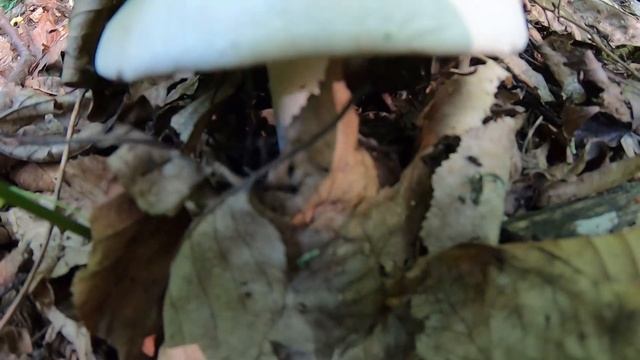 Весенние Грибы на КМВ открытие сезона Шампиньоны Трутовики Моховик и Майская Рядовка