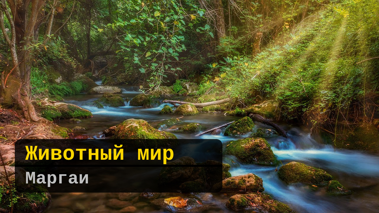 Животный мир. Маргаи