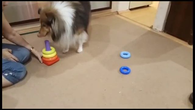 Домашняя дрессировка собаки, шелти Бест