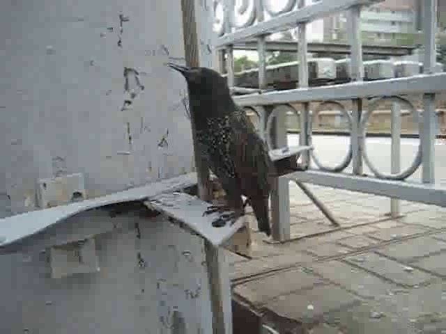 Как он зовет свою любимую!