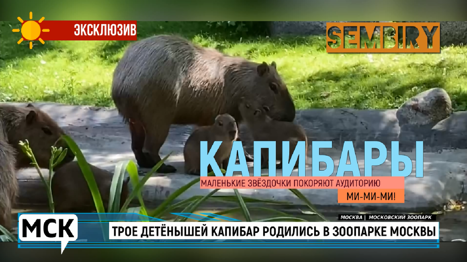 КАПИБАРЫ: ТРОЕ ДЕТЁНЫШЕЙ РОДИЛИСЬ В ЗООПАРКЕ МОСКВЫ. ЭКСКЛЮЗИВ. МСК. Выпуск от 27.08.2023