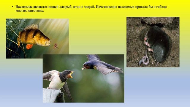 Насекомые природоведение 6 кл.mp4