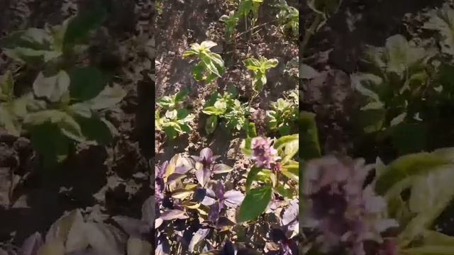 Очень крупный базилик, лучше, чем в Италии