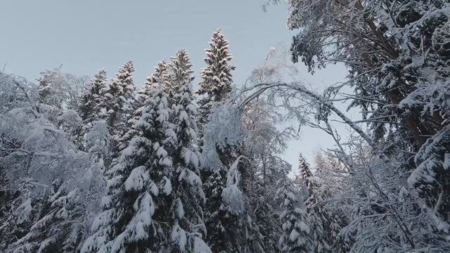 По Ленинской тропе до озера Сестрорецкий Разлив 1 января 2024 года