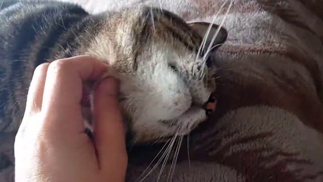 Кошка-терапия для мамы:)