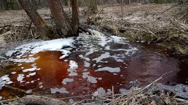 Нежный шум ручья в лесу