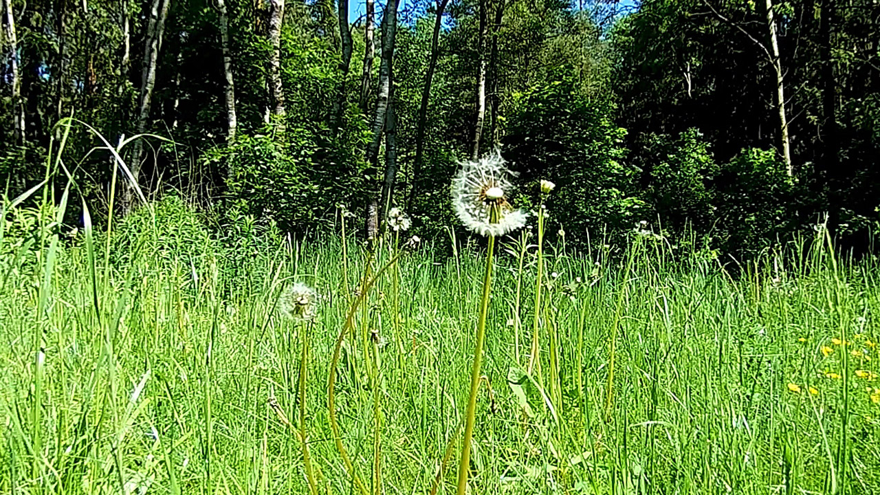 Где-то на лесной поляне. Звуки природы. Пение птиц. Видео для отдыха.