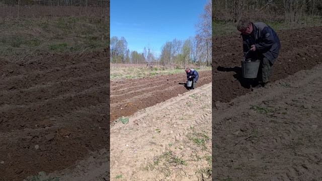 Посадка картофеля в 2024 году. Высаживание картошки руками. Посадка картошки в ручную но под трактор