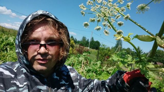 Одуванчики - ,,мутанчики,,