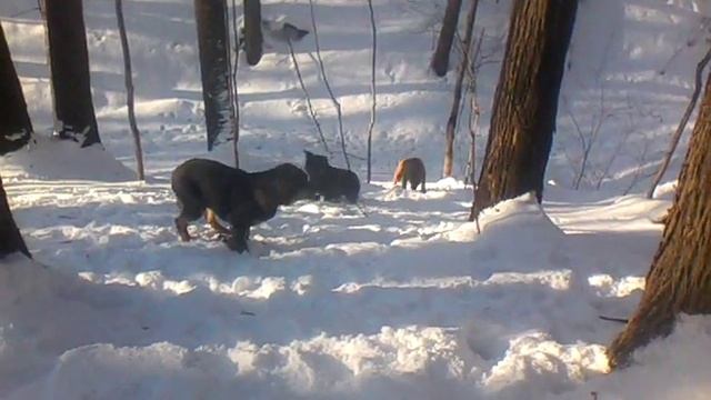Тренировка собаки на крутом склоне