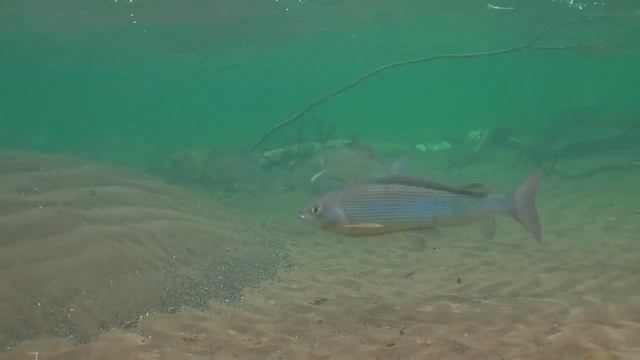 Путорана УНИКАЛЬНЫЕ И ЕДИНСТВЕННЫЕ ПОДВОДНЫЕ СЪЕМКИ