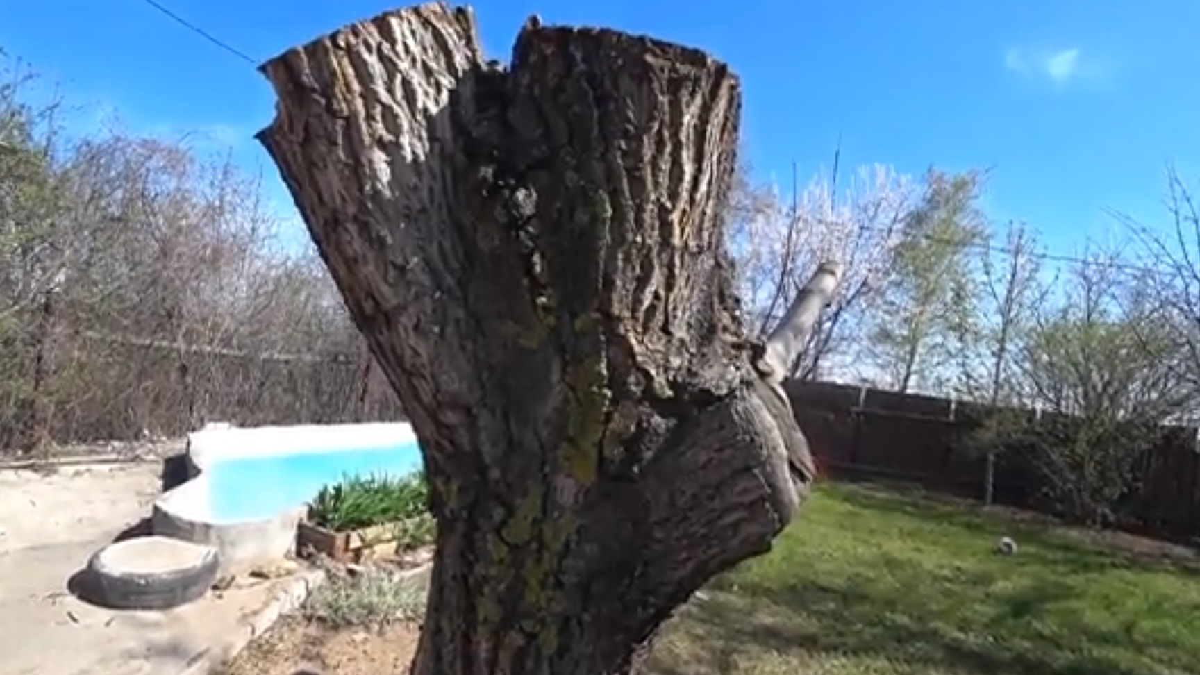 Как удалить дерево с участка