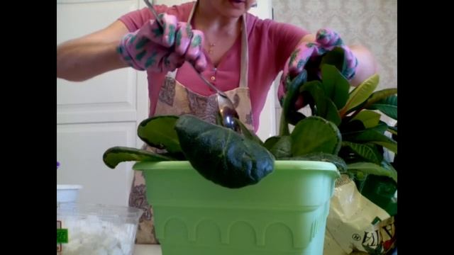 Глоксинья.Как ПРАВИЛЬНО пересаживать клубневые..mp4