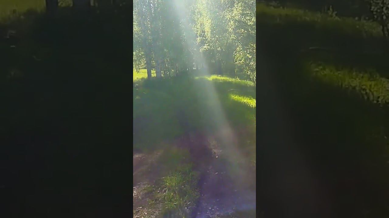 В Медведовском лесу.