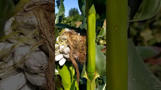 Кукуруза мутант.