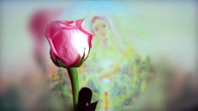 Розы (Лара Фабиан)