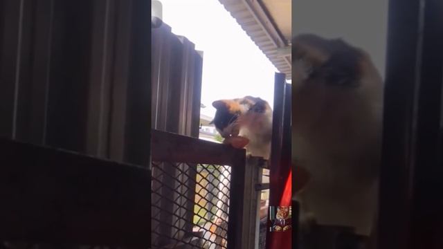 Ай, красиво свалил!