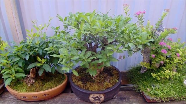 Бонсай лето 2024 год озвучка 1 часть 2024 год