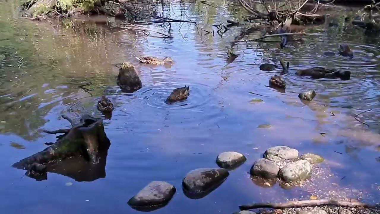 Академгородок. Утиное озеро