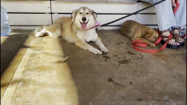 Фестиваль "Человек собаке друг" - 10.08.2024