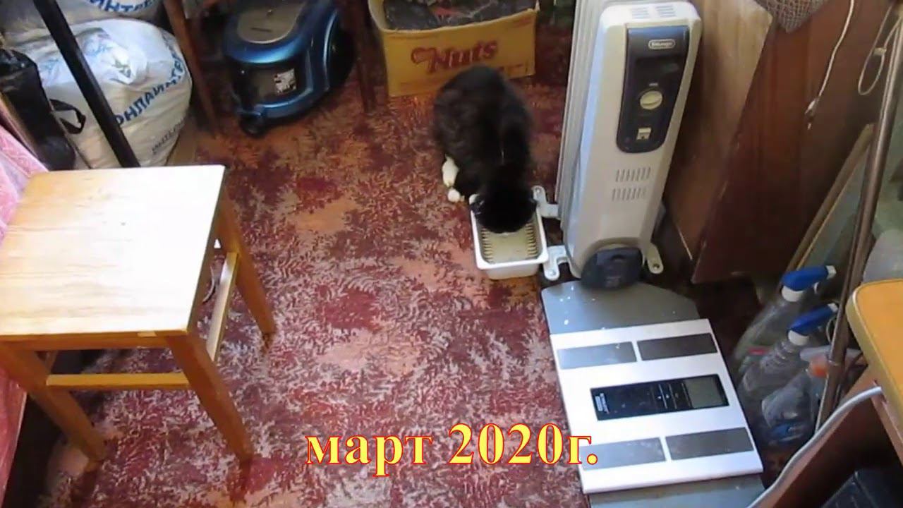 Мурик на водопое!