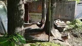 Петухи соревнуются в пении .