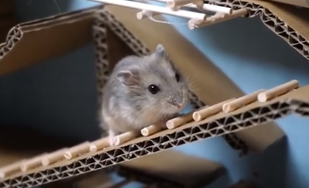 ?Хомяк сбегает из лабиринта! ?Хомяк сирийский! Смешные видео про животных! Тренды 2022!?