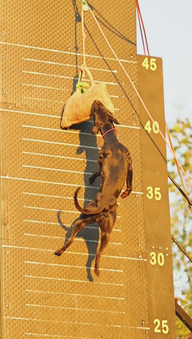 Питбуль Шакира. Пит-стафф многоборье DogsEnergym 26.08.24 г. Санкт-Петербург. Спорт для собак